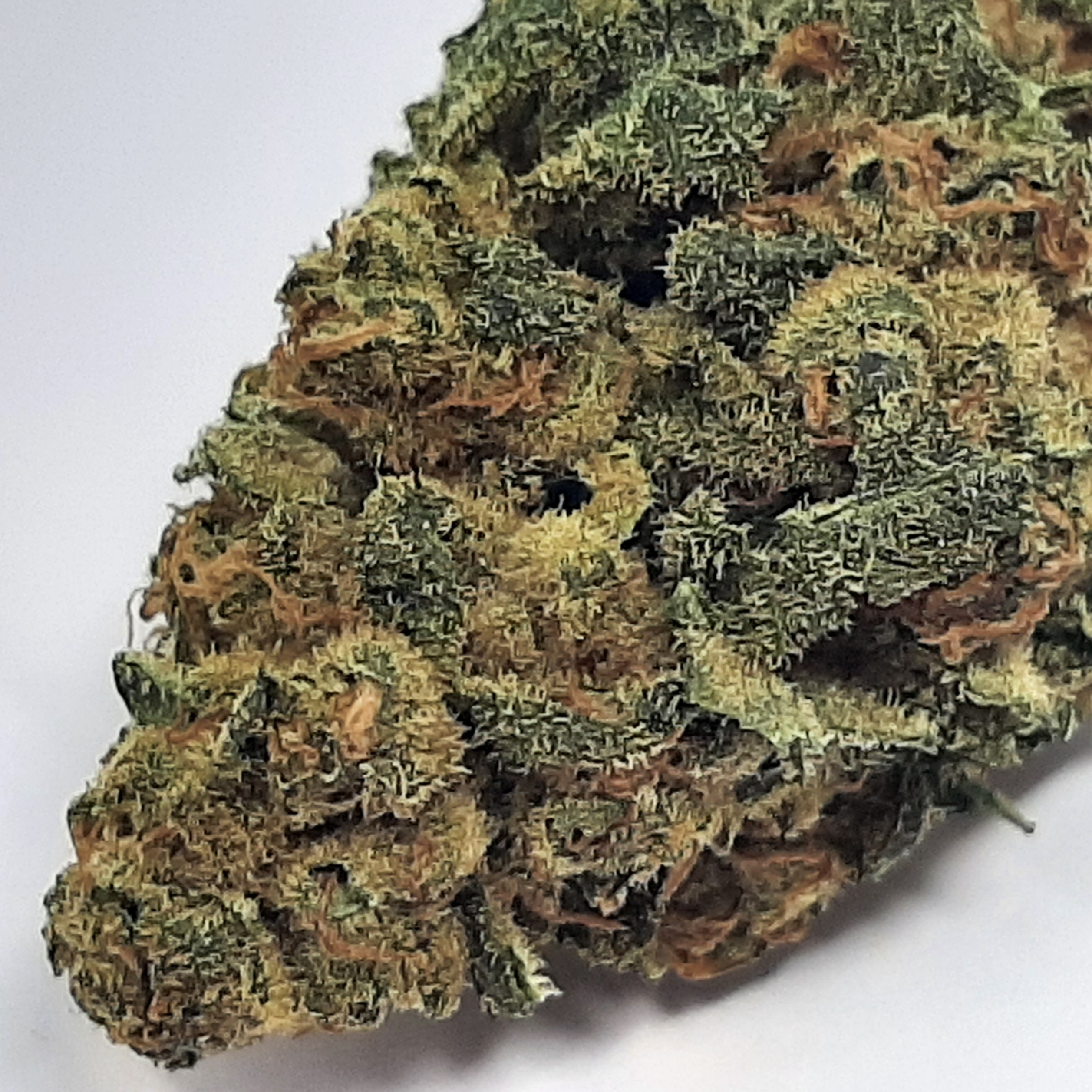 Frost Monster - Wholesale Bud