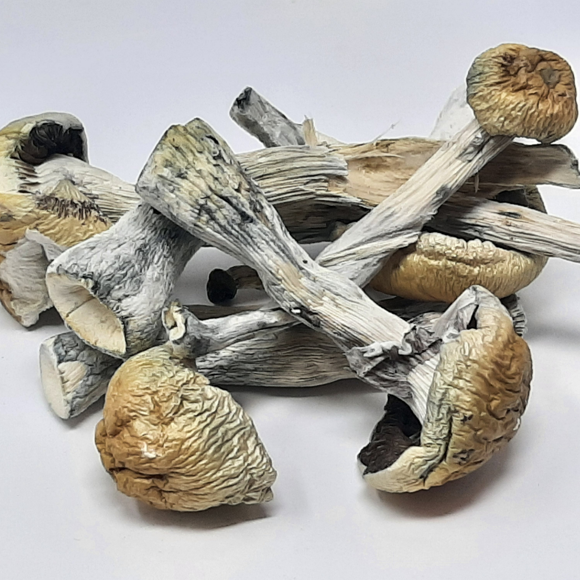 AAA+ Bull Run Magic Mushrooms - Wholesale Bud
